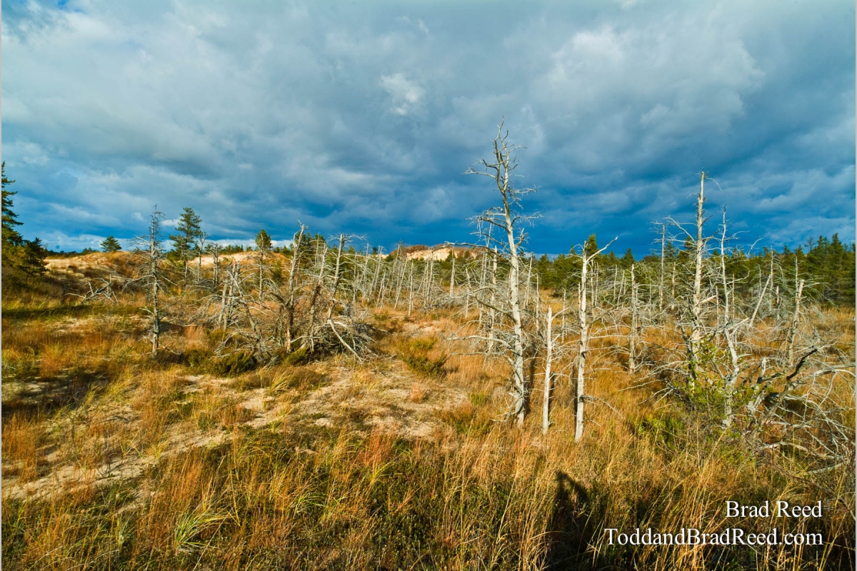 The Forgotten Forest
